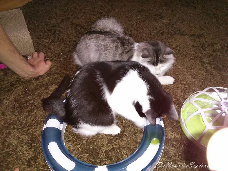 Cat Cafe Melbourne The Nomadic Explorers Australian Travel Blog